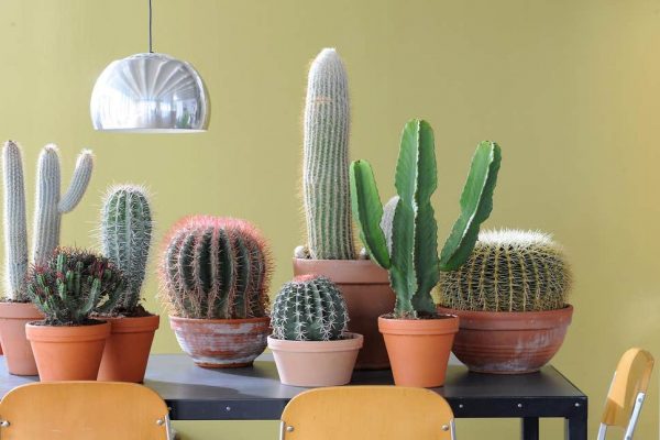 Aprende a cuidar tus cactus con estos consejos - Mujeres Mx
